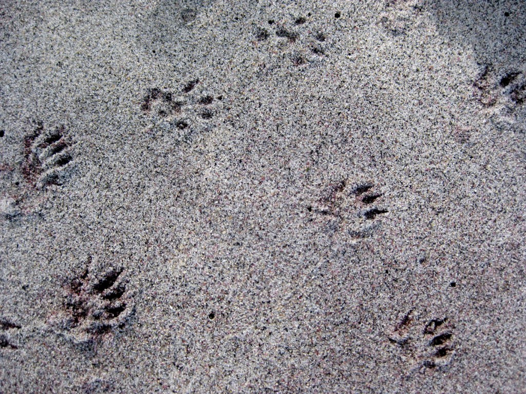 Animal Tracks | The Forest Fairy