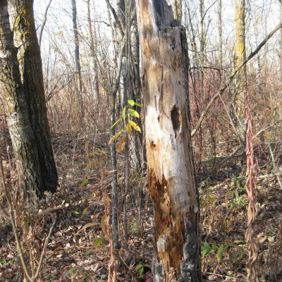 Karate Kicking Tree Stumps | The Forest Fairy