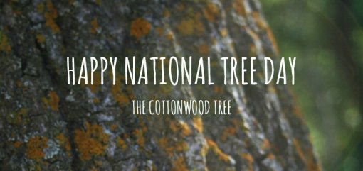 Happy National Tree Day September 23, 2015 - Celebrating my beloved ...